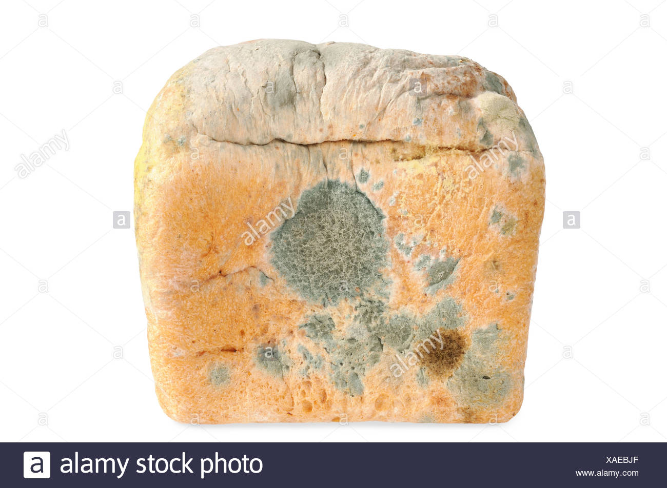 Moldy Bread High Resolution Stock Photography and Images - Alamy