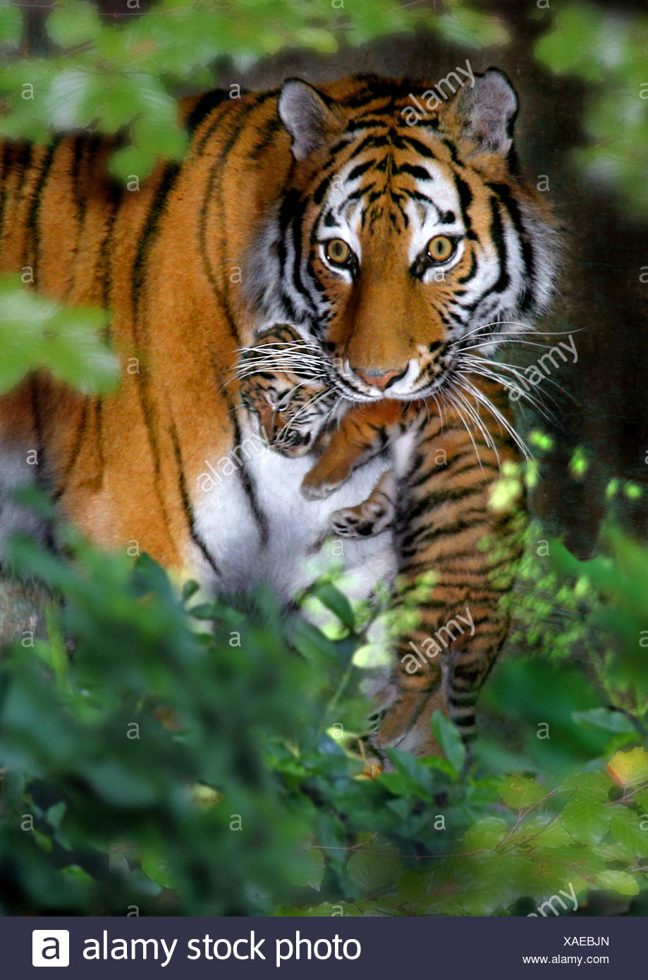 Panthera Tigris Tigris Tigress And Baby High Resolution Stock ...