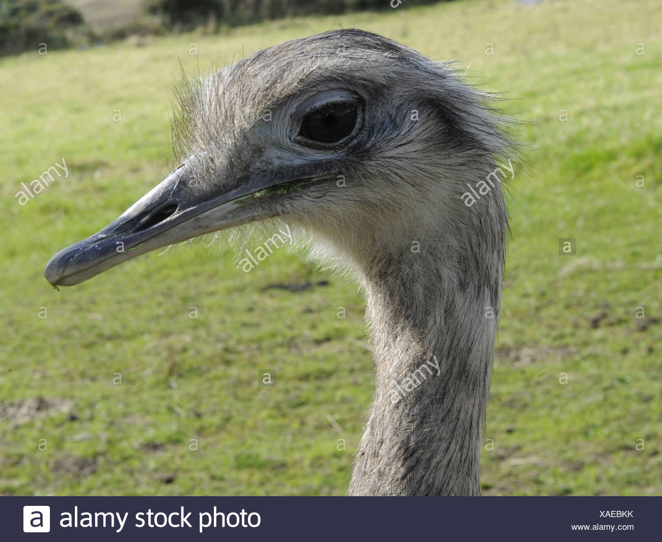 Unusual Face High Resolution Stock Photography and Images - Alamy