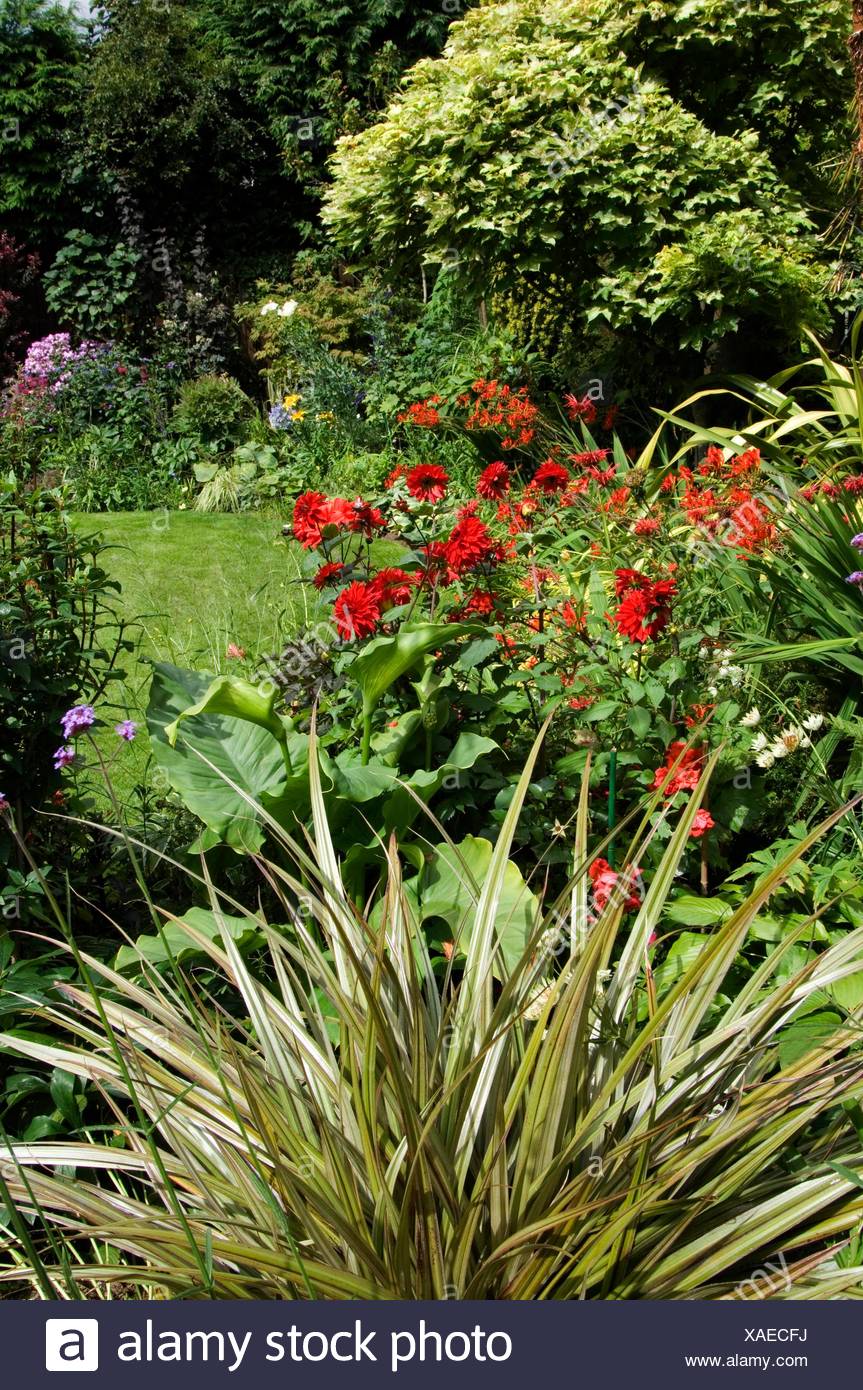 Astelia High Resolution Stock Photography and Images - Alamy