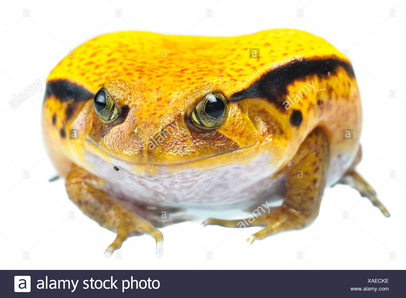 Sambava Madagascar Stock Photos & Sambava Madagascar Stock Images - Alamy