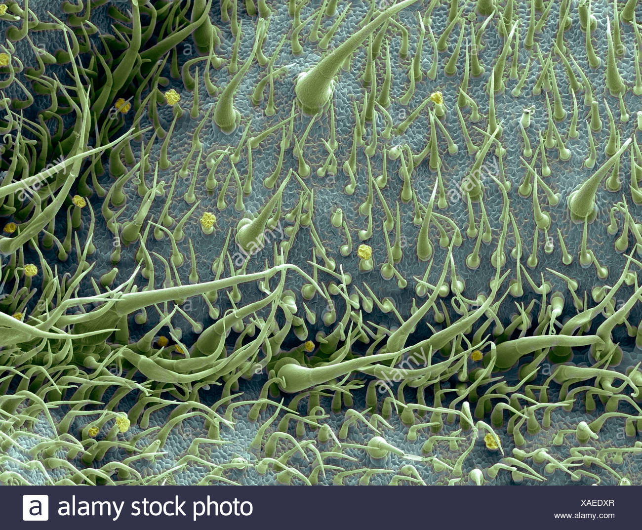 Trichomes Stock Photos & Trichomes Stock Images - Alamy
