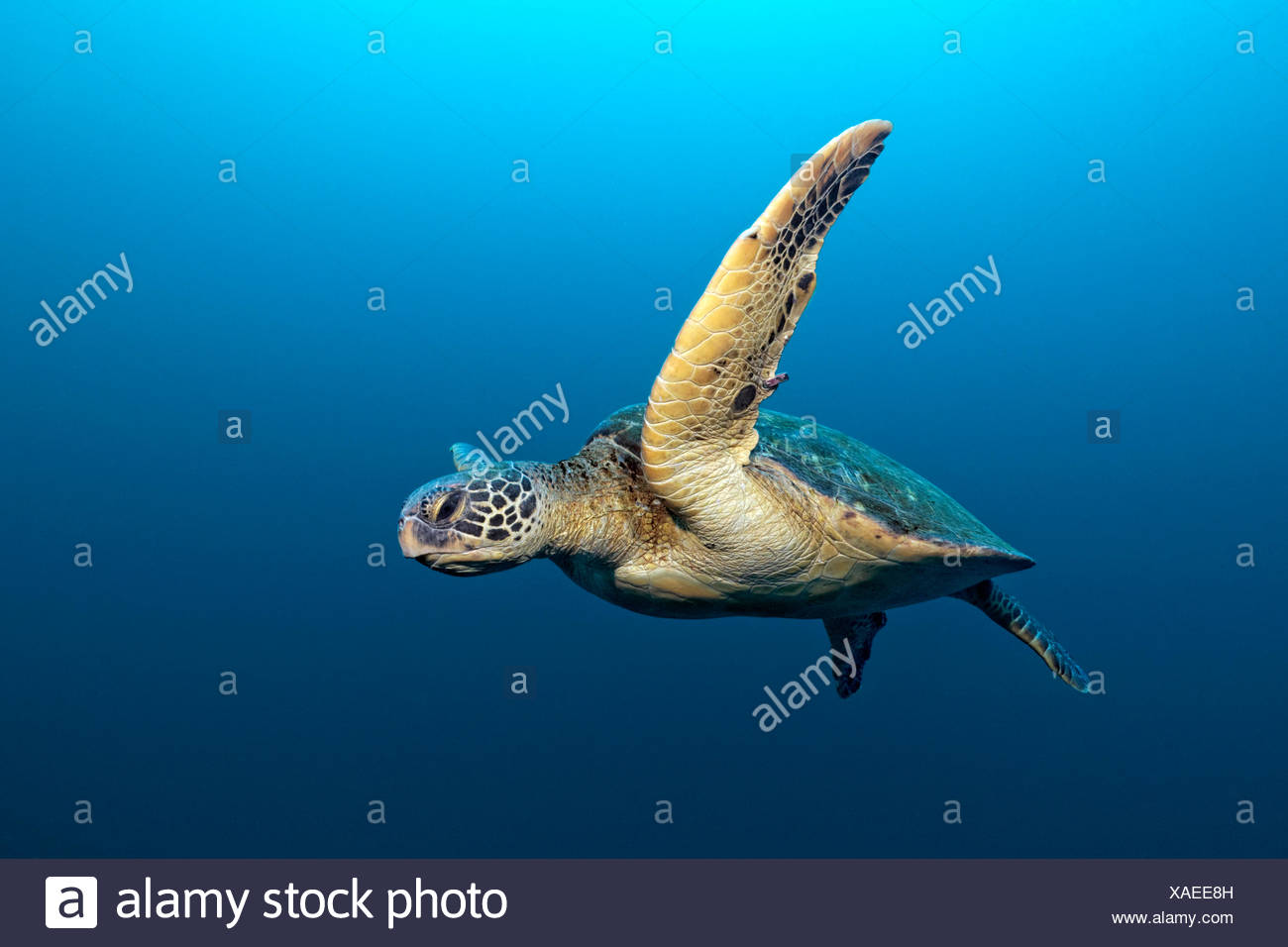 Green Pacific Turtle High Resolution Stock Photography and Images - Alamy