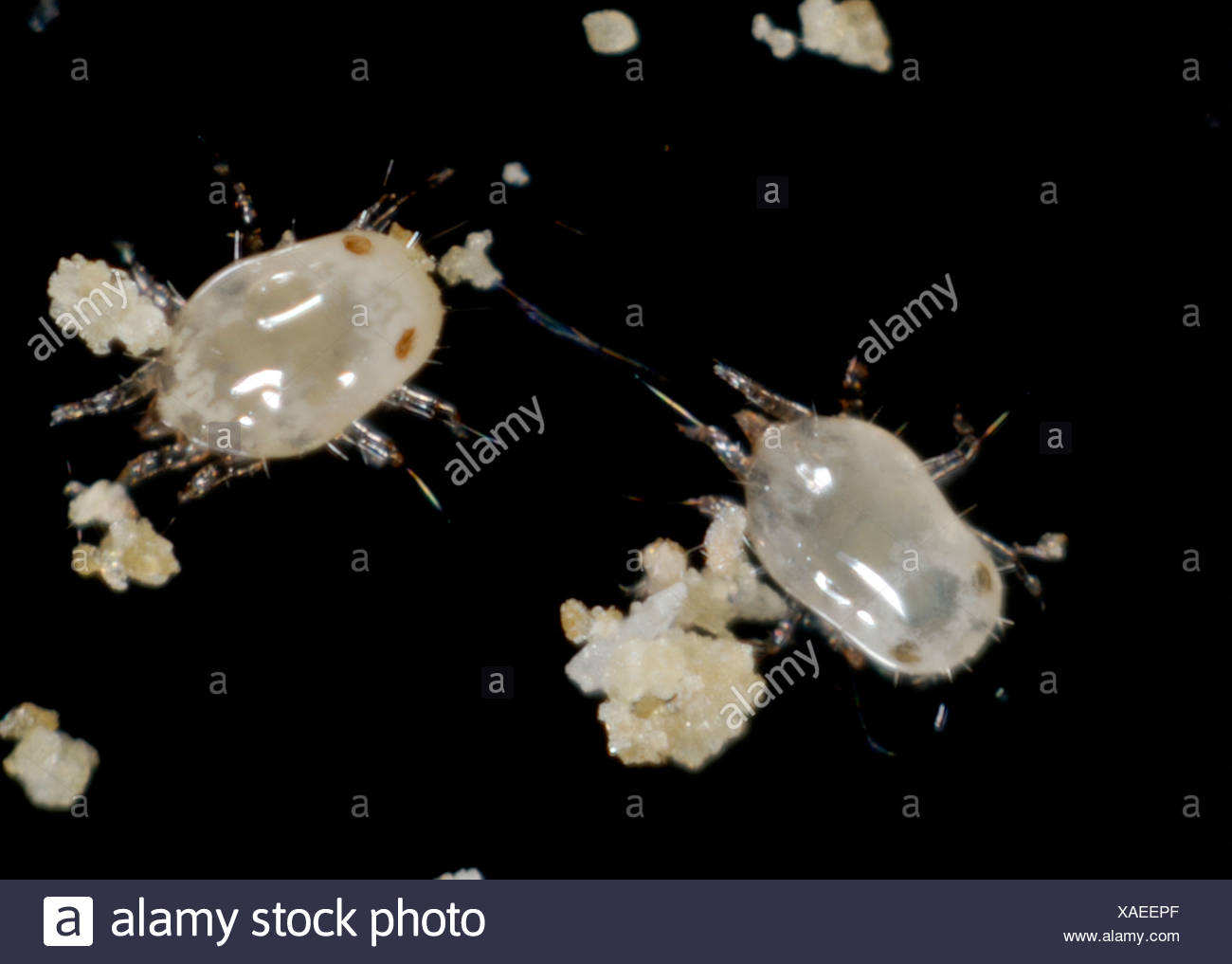 Storage Food Pest High Resolution Stock Photography and Images - Alamy