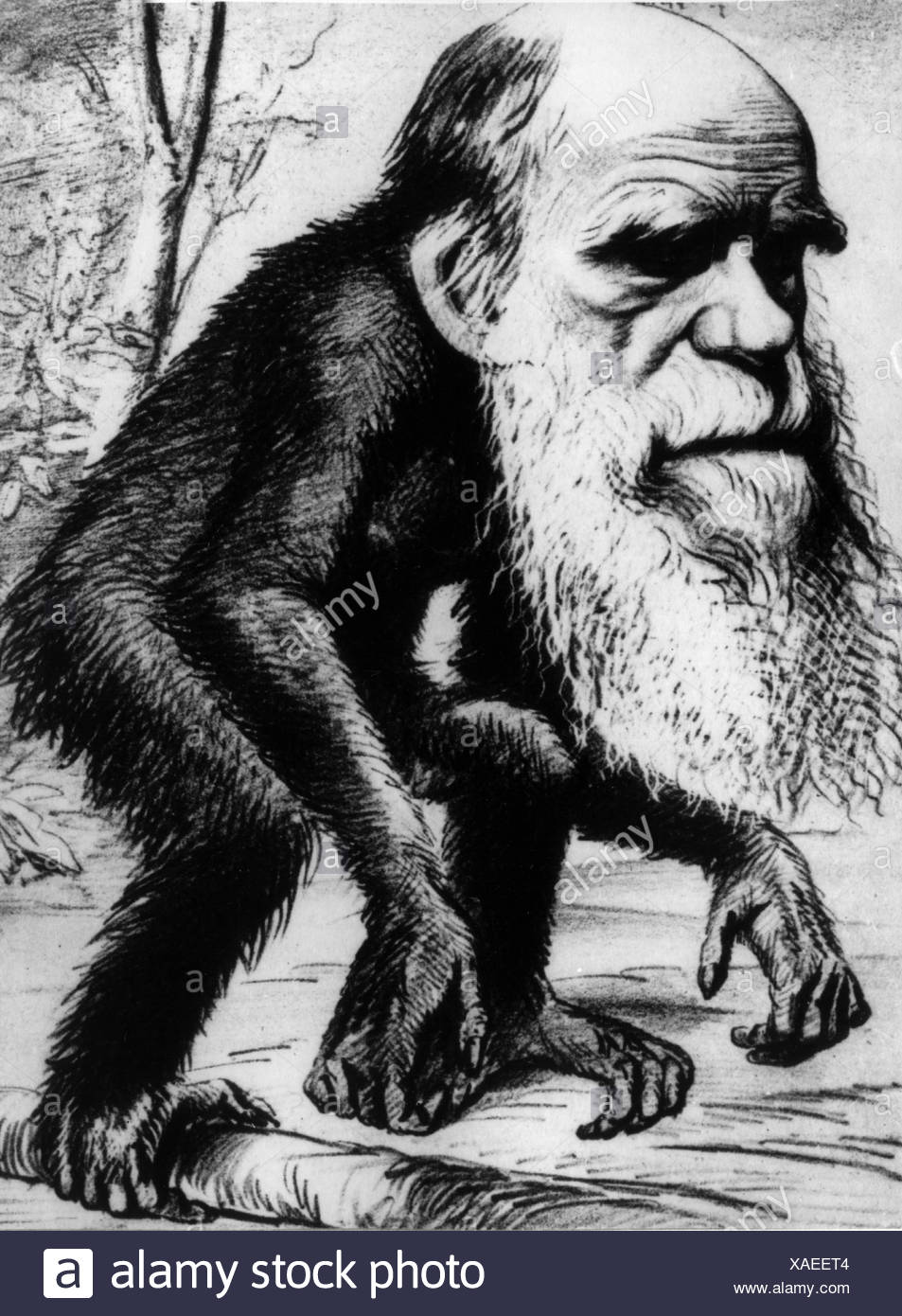 Darwin Cartoon Stock Photos & Darwin Cartoon Stock Images - Alamy