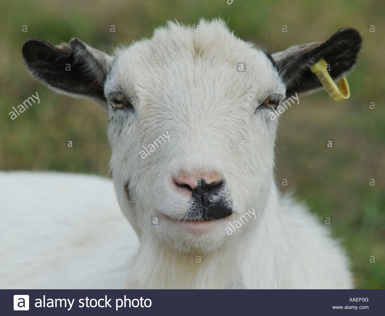 Little Goat High Resolution Stock Photography and Images - Alamy