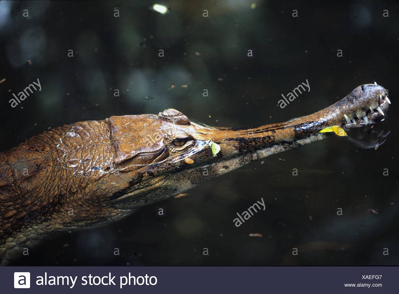 False Gharial False Gavial High Resolution Stock Photography and Images ...