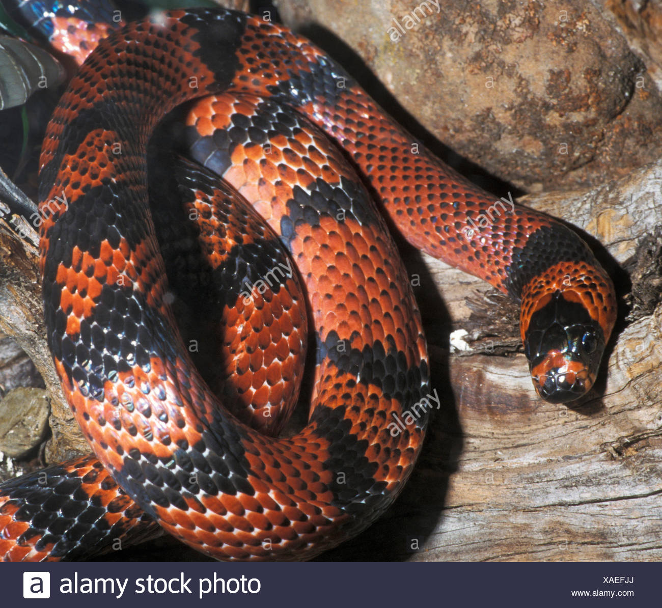 Colubrid Snake High Resolution Stock Photography and Images - Alamy