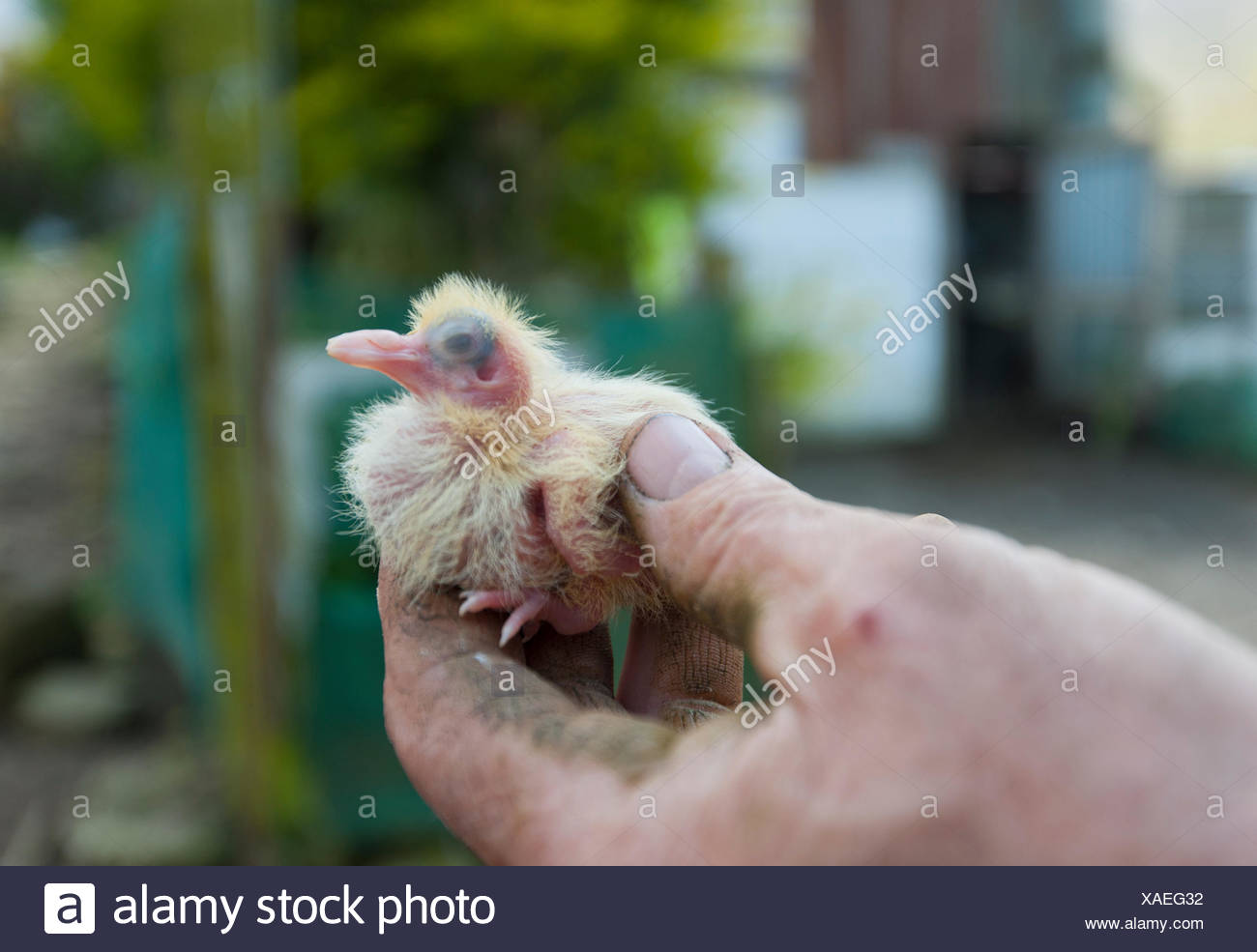 Human Pigeon High Resolution Stock Photography and Images - Alamy