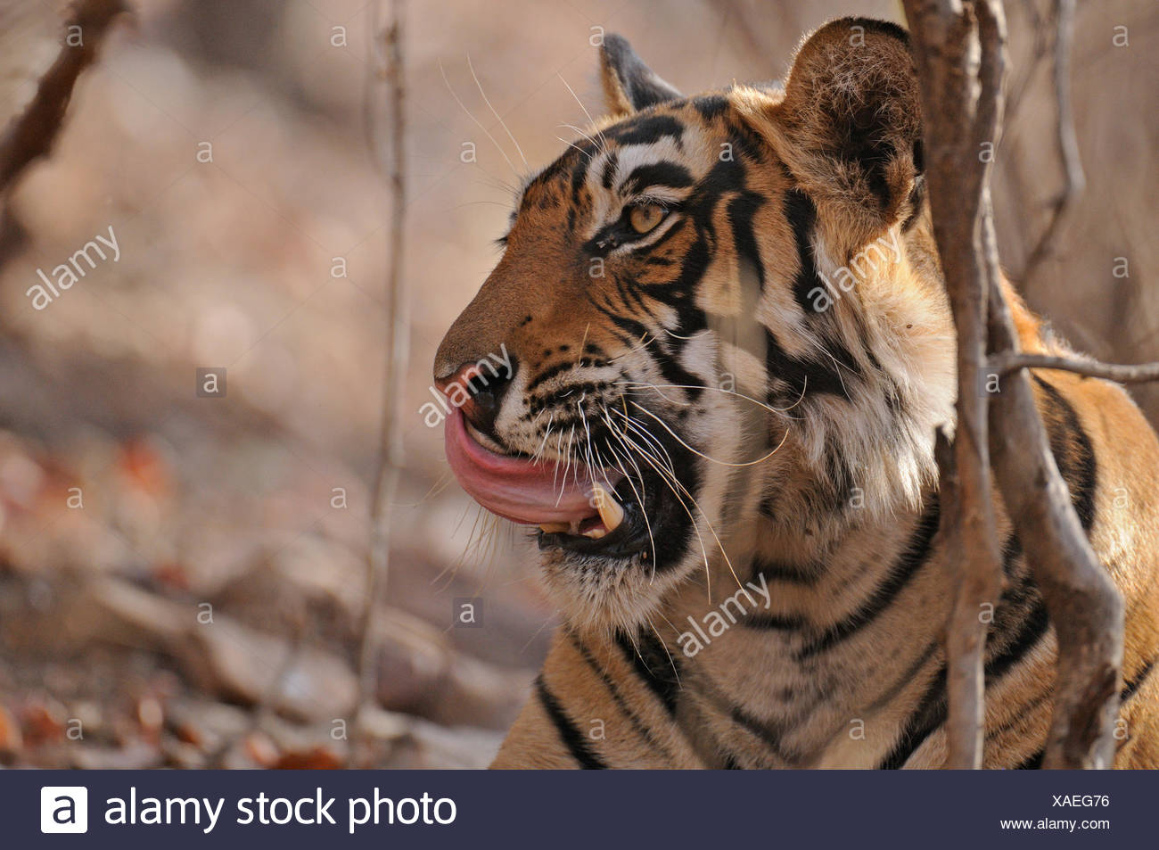Tiger Nose High Resolution Stock Photography and Images - Alamy