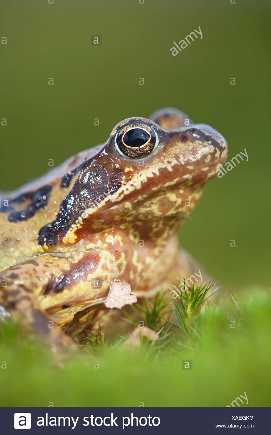 Vertical Animal High Resolution Stock Photography and Images - Alamy
