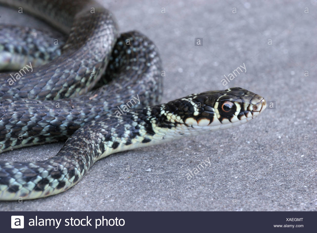 Whipsnakes High Resolution Stock Photography and Images - Alamy