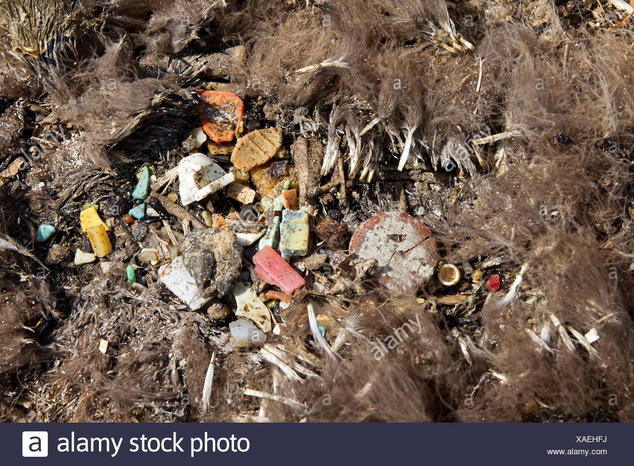 Dead Albatross Stock Photos & Dead Albatross Stock Images - Alamy