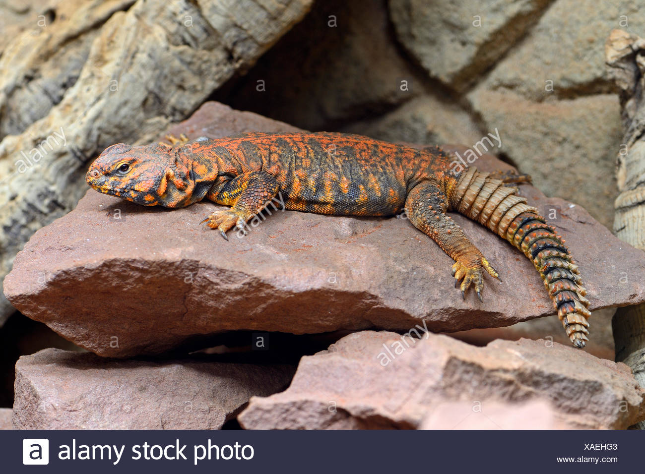 Uromastyx Acanthinurus High Resolution Stock Photography and Images - Alamy