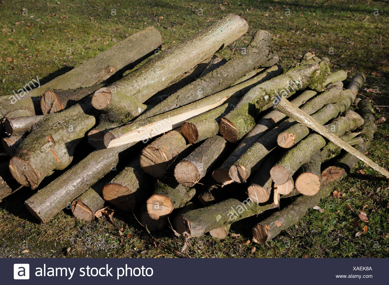 Hazel Wood High Resolution Stock Photography and Images - Alamy