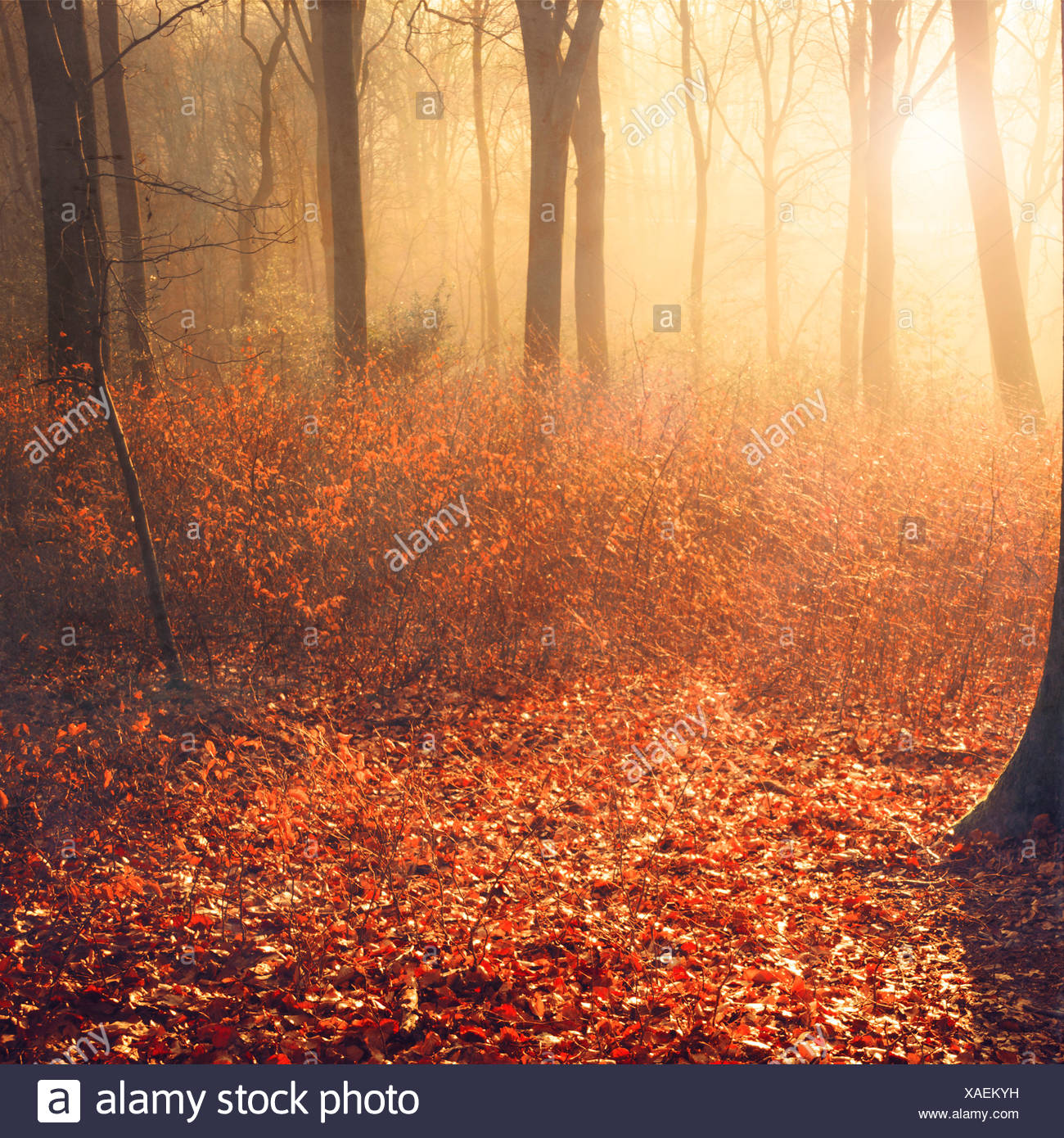 Deciduous Broadleaf Tree Stock Photos & Deciduous Broadleaf Tree Stock ...