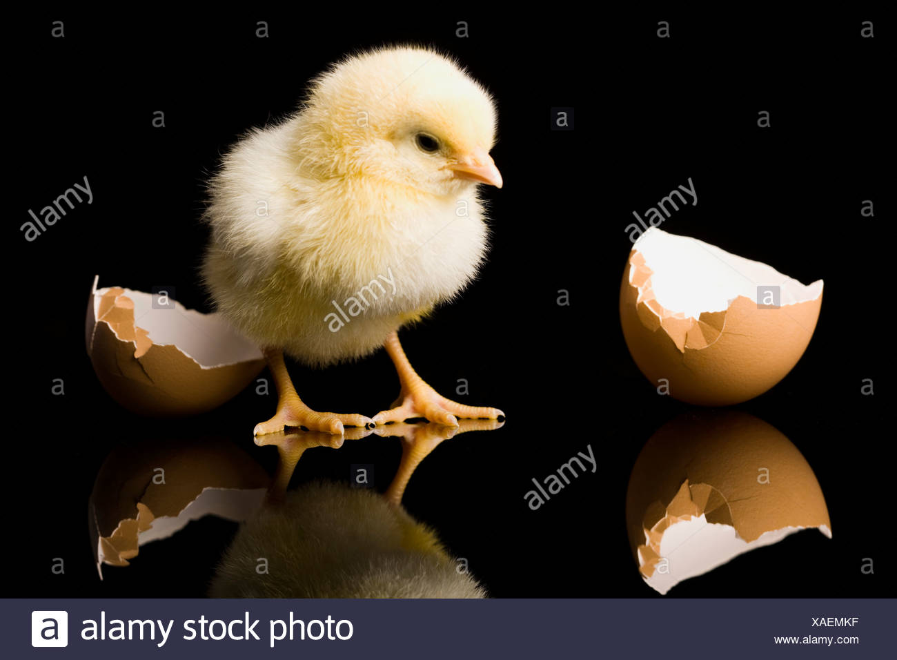Chick Hatching Egg High Resolution Stock Photography and Images - Alamy