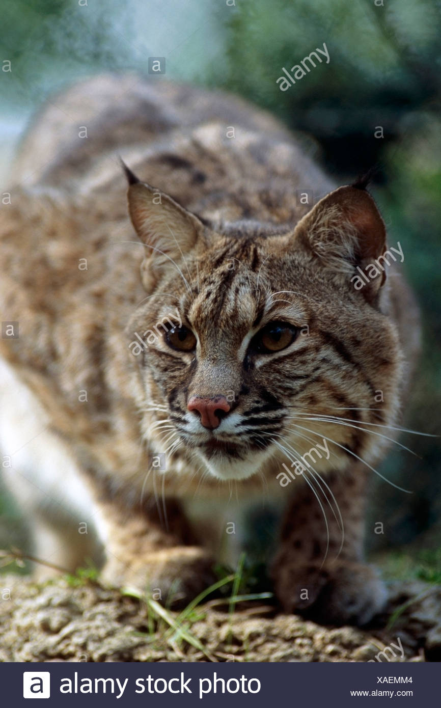 Big Cat And Pounce High Resolution Stock Photography and Images - Alamy