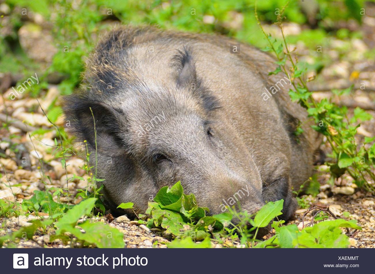 Suinae Stock Photos & Suinae Stock Images - Alamy