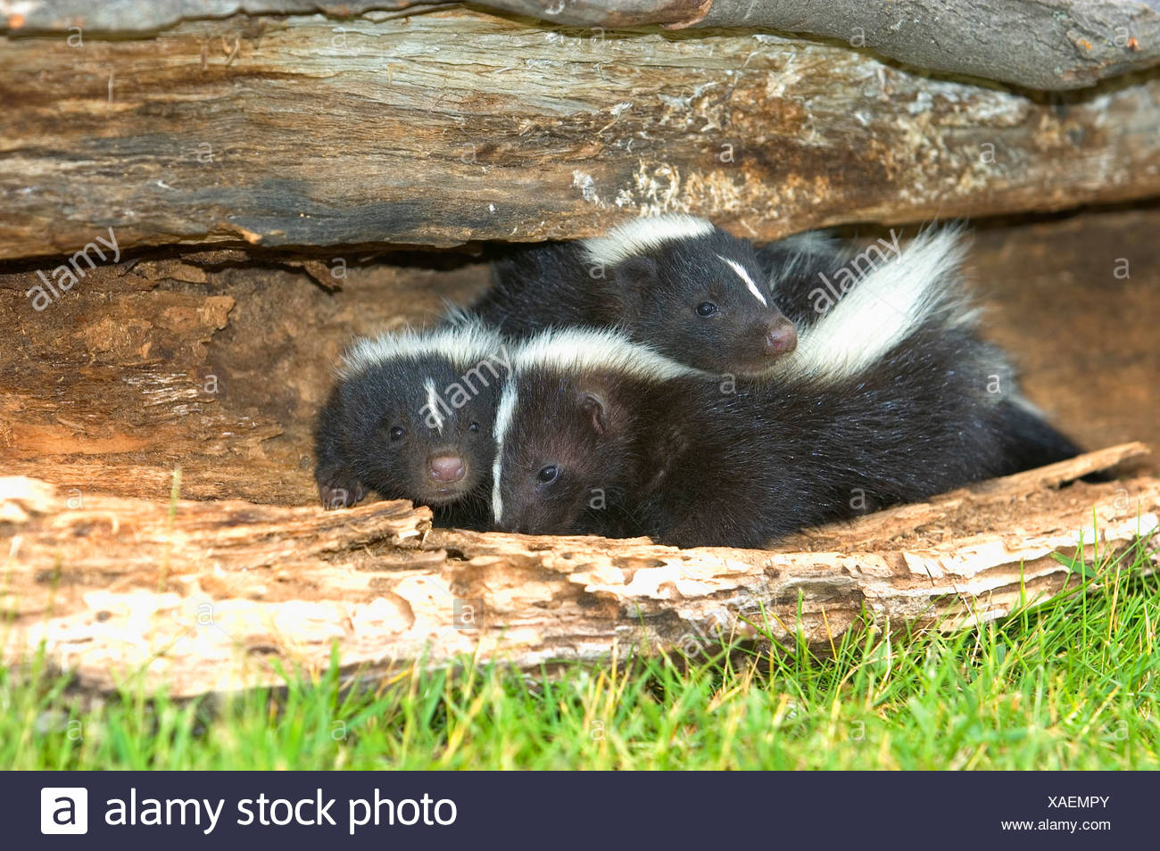 Skunks High Resolution Stock Photography and Images - Alamy