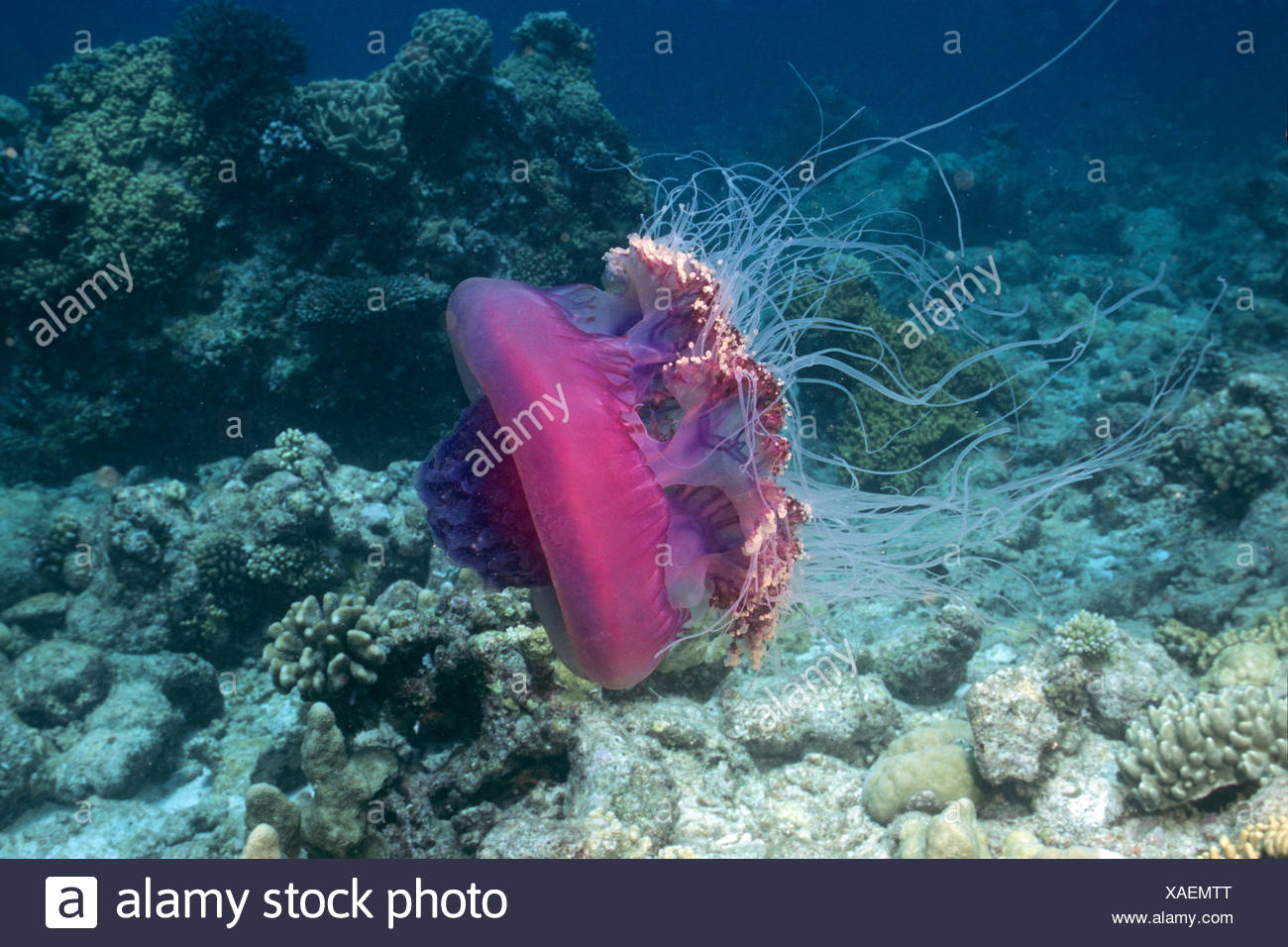 Indian Jellyfish High Resolution Stock Photography and Images - Alamy