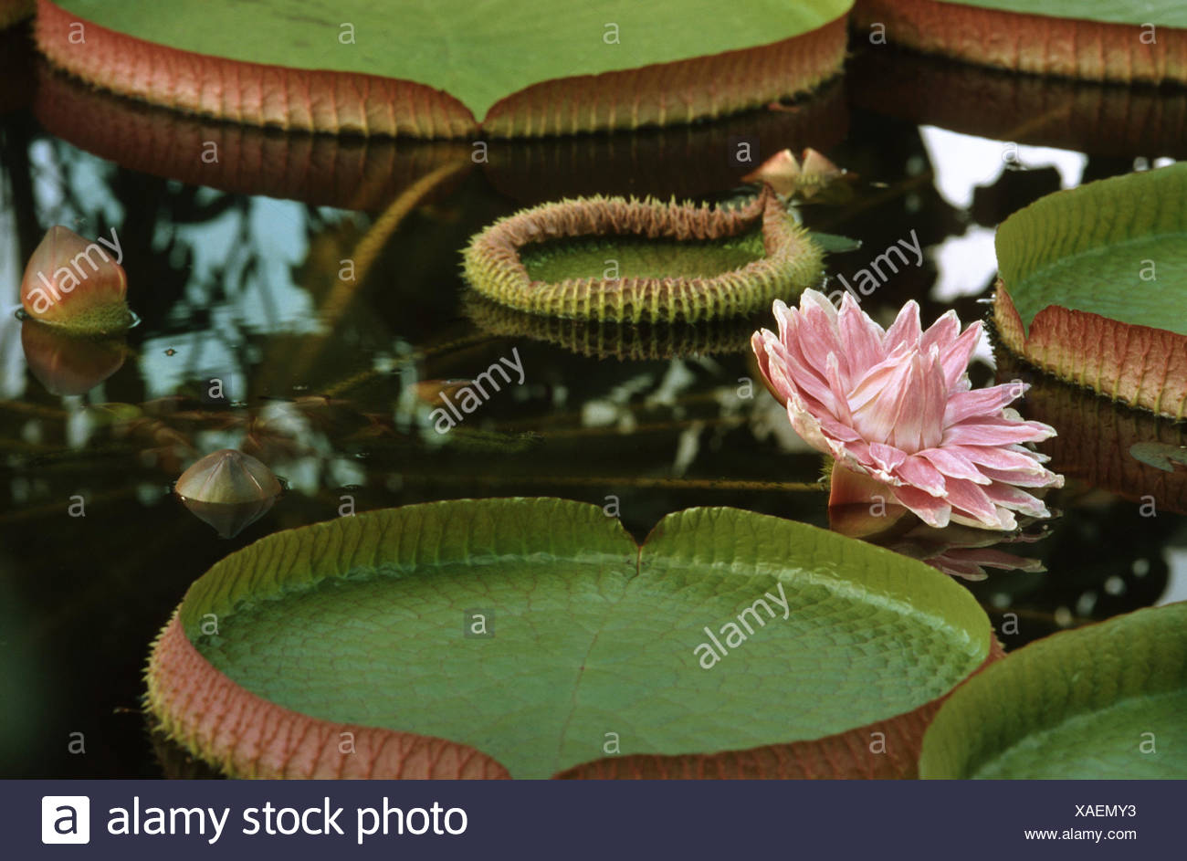 Victoria Cruziana Stock Photos & Victoria Cruziana Stock Images - Alamy