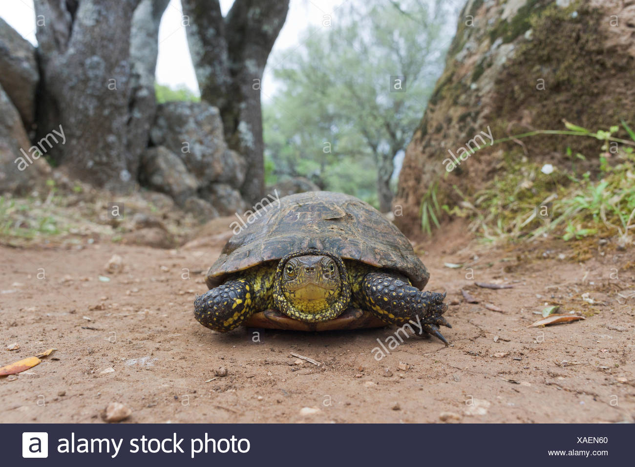 Sardinian Turtle High Resolution Stock Photography and Images - Alamy