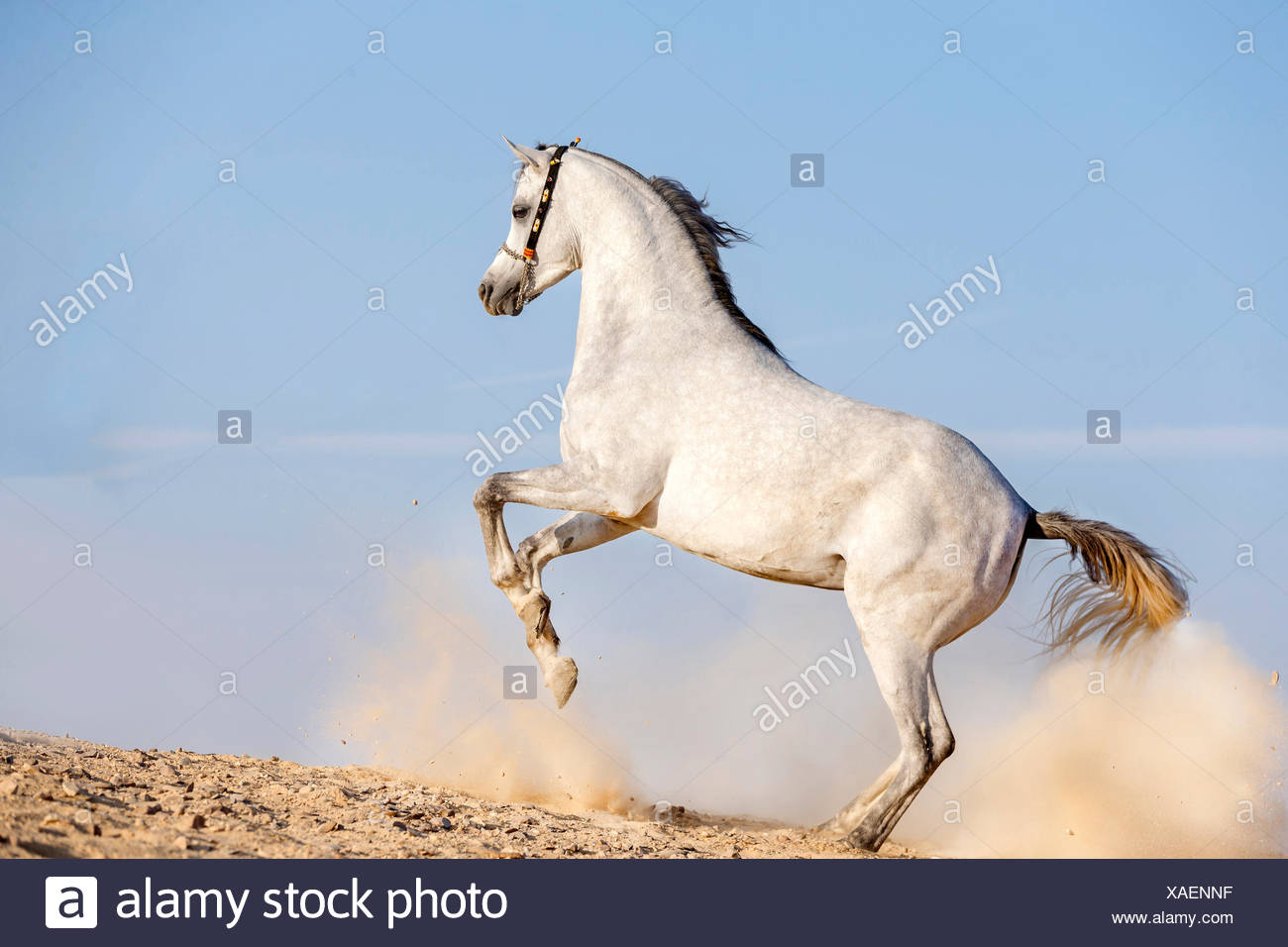 Arabian Horse Gray Stallion Rearing Stock Photos & Arabian Horse Gray ...