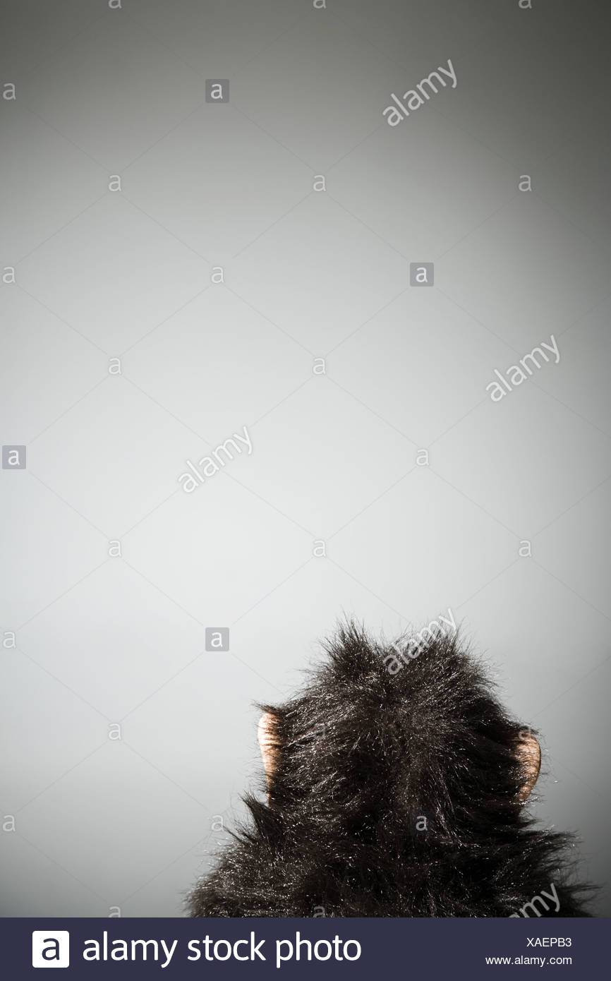 Single Monkey High Resolution Stock Photography and Images - Alamy