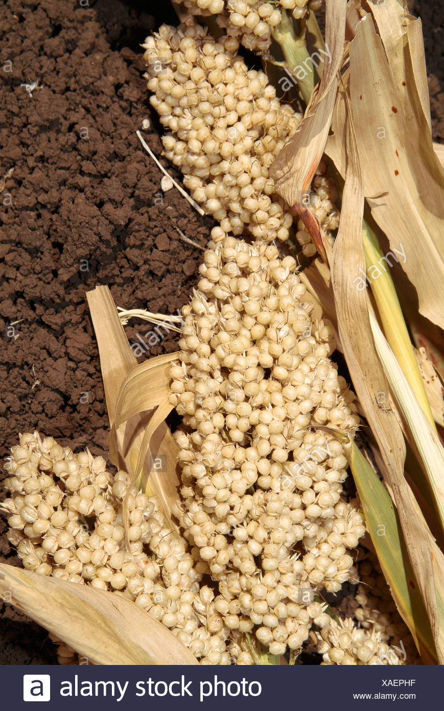 Farm Of Jawar Crop High Resolution Stock Photography and Images - Alamy
