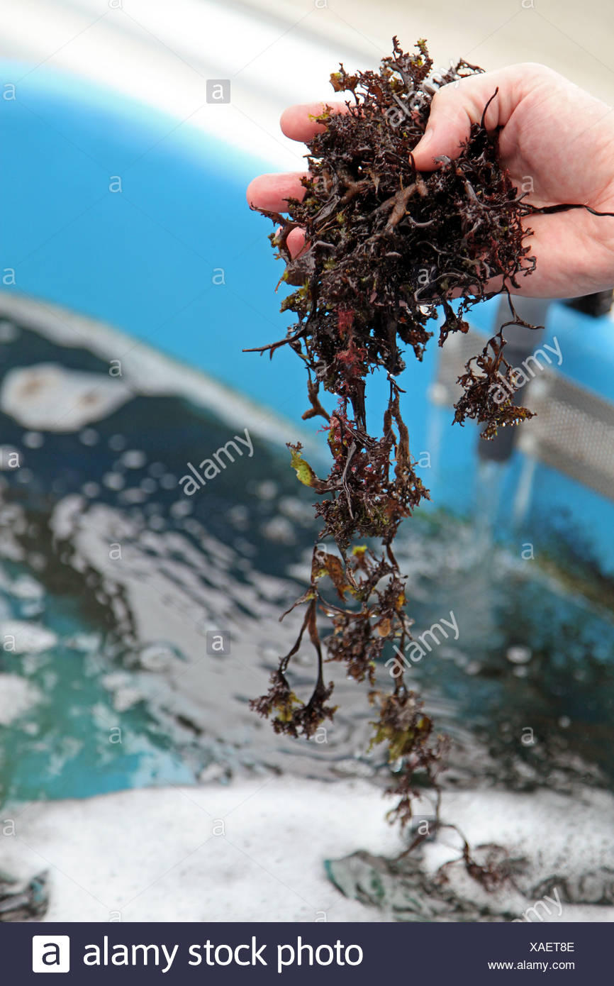 Chondrus Crispus High Resolution Stock Photography and Images - Alamy