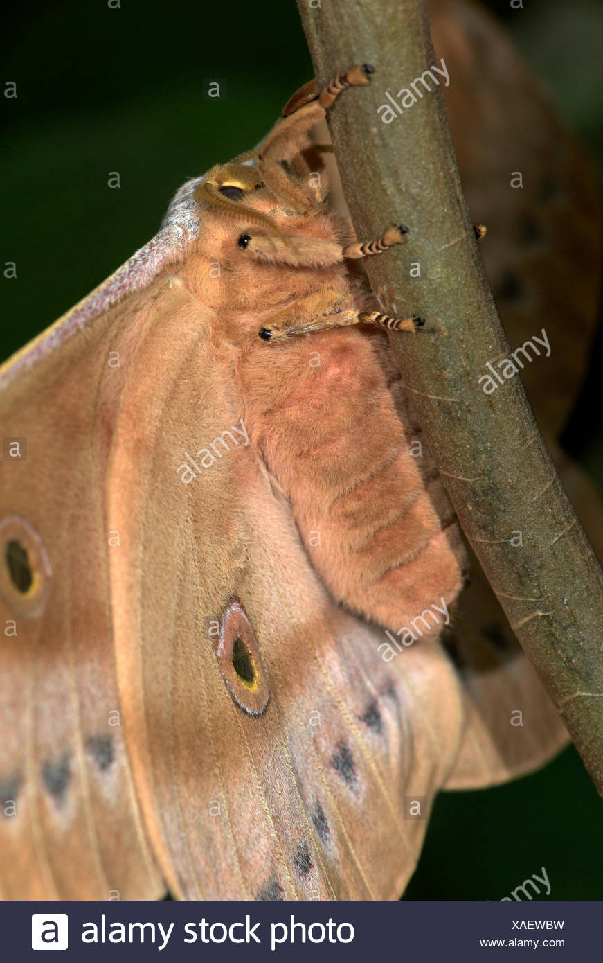 Chinese Tussah Moth High Resolution Stock Photography and Images - Alamy