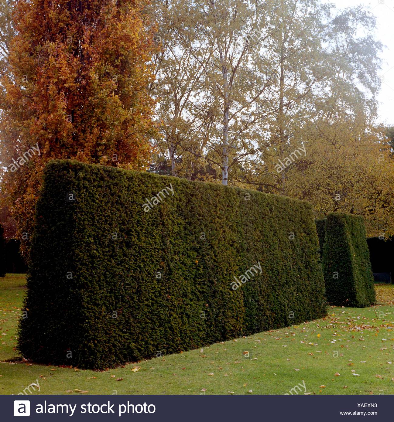 Yew Hedge Autumn High Resolution Stock Photography and Images - Alamy