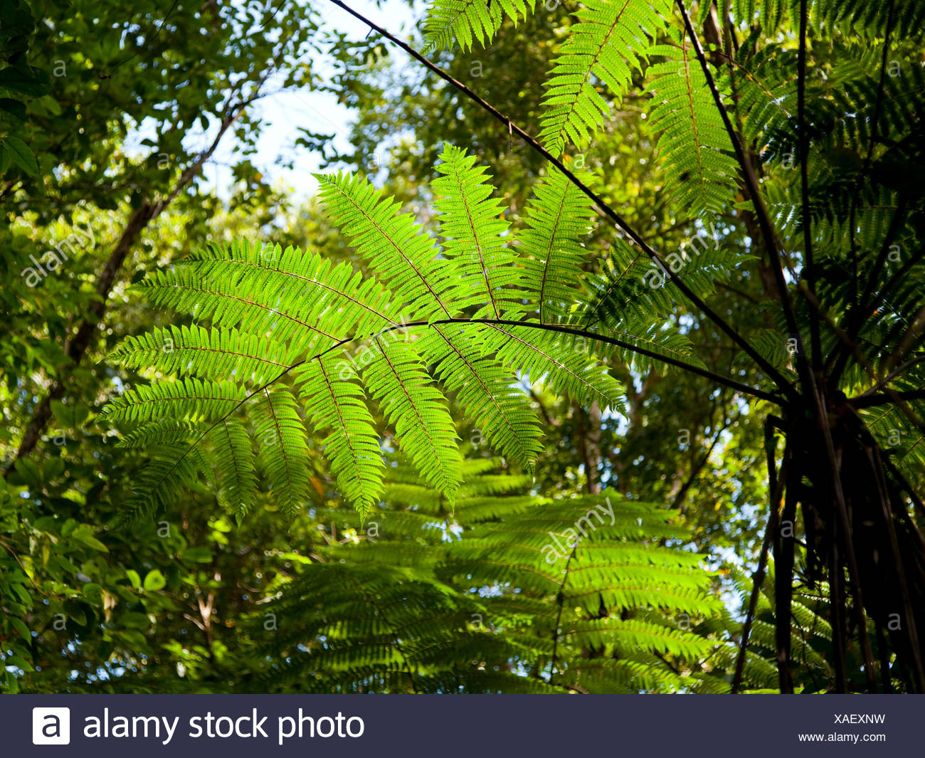Emerald Fern High Resolution Stock Photography and Images - Alamy