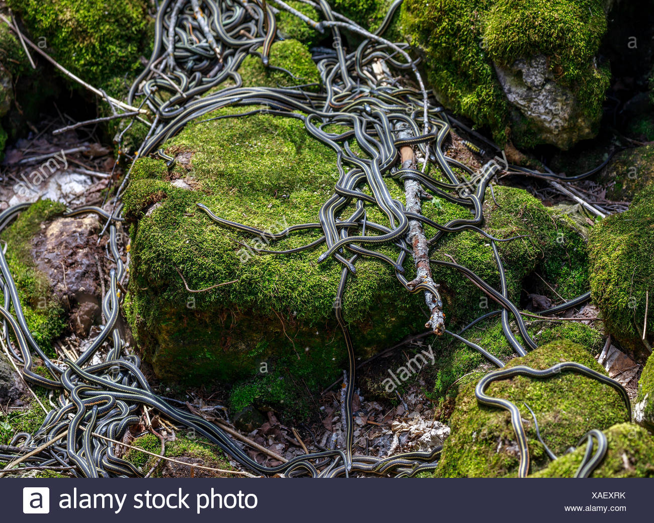 Mating Reptiles High Resolution Stock Photography and Images - Alamy