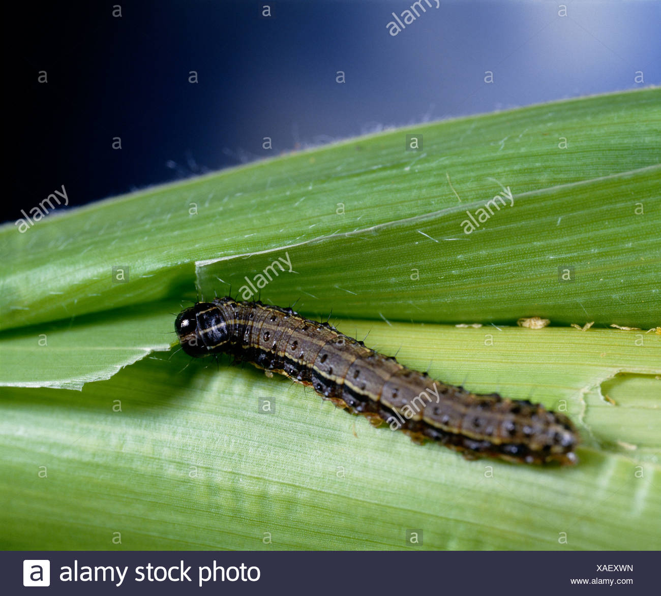 Spodoptera Frugiperda Stock Photos & Spodoptera Frugiperda Stock Images ...