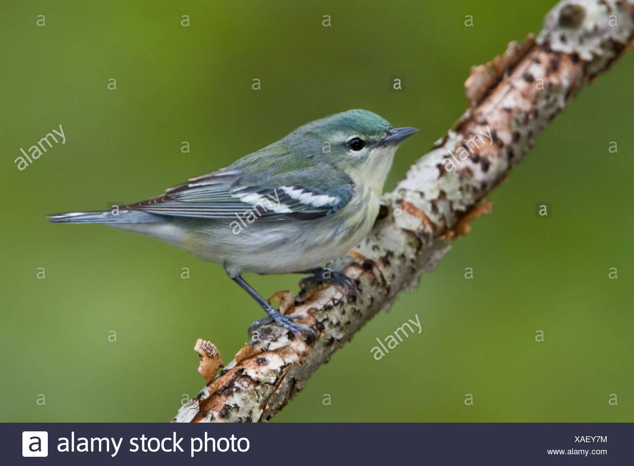 Canada Warblers High Resolution Stock Photography and Images - Alamy