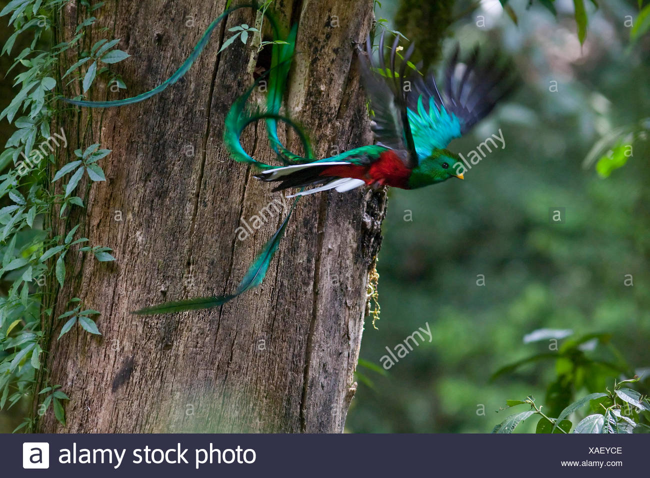 Resplendent Quetzal Mexico High Resolution Stock Photography and Images ...