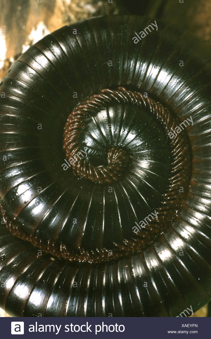 African Giant Black Millipede High Resolution Stock Photography and ...