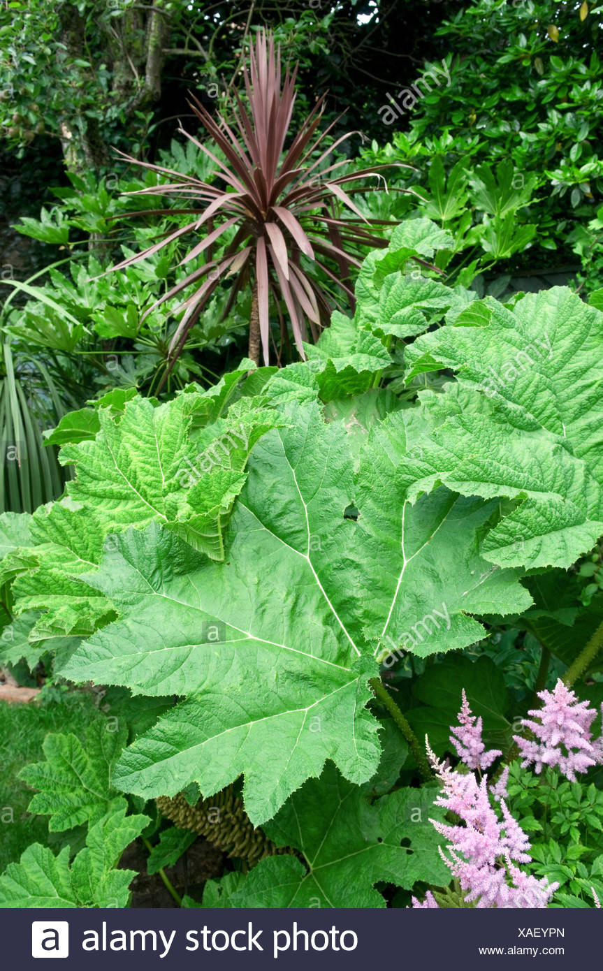 Large Leaves Plants High Resolution Stock Photography and Images - Alamy