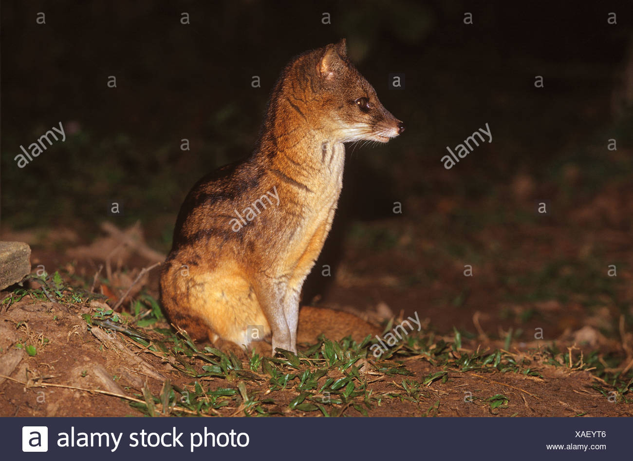Viverrids Stock Photos & Viverrids Stock Images - Alamy