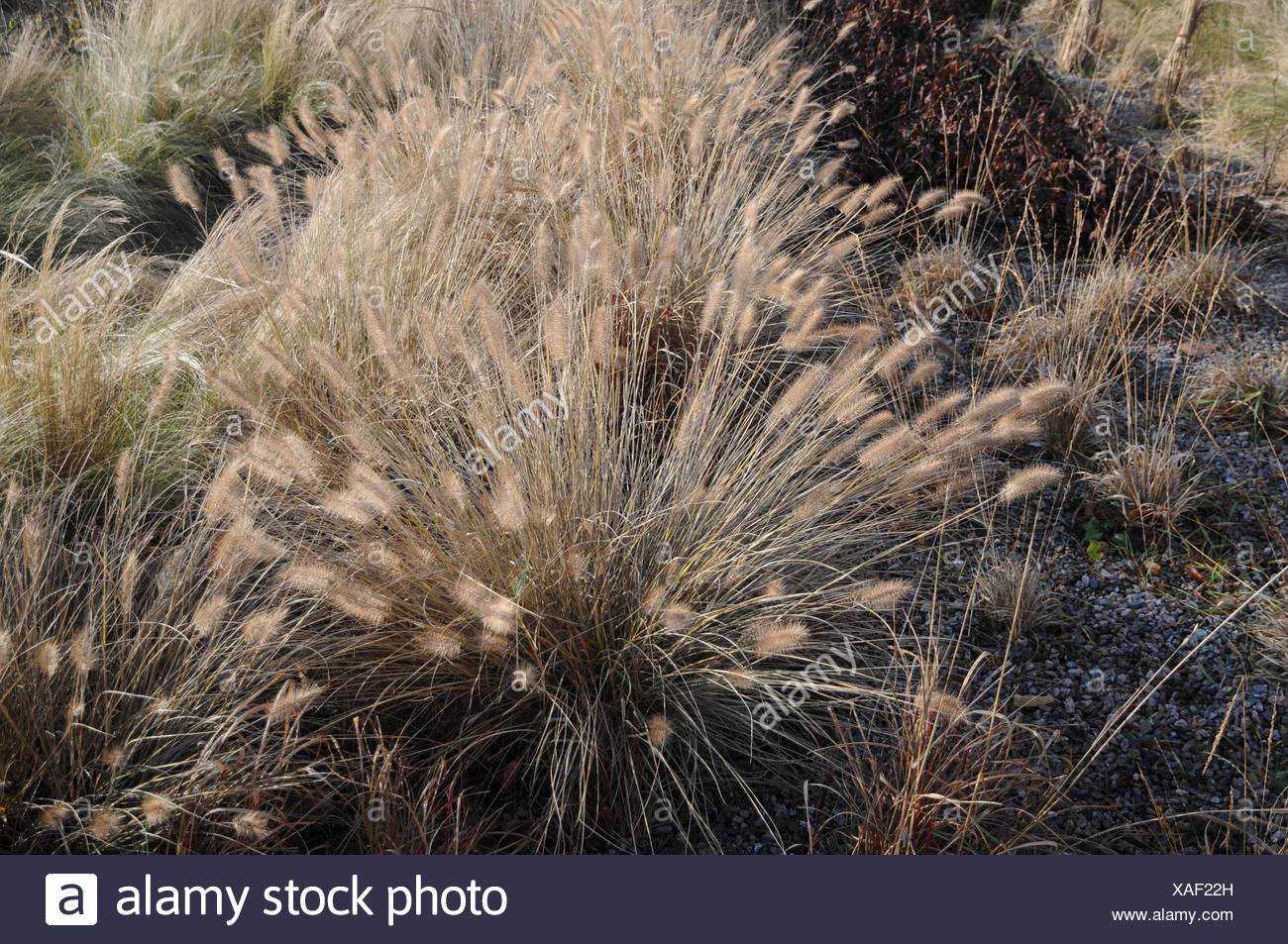 Chinese Fountain Grass Pennisetum Alopecuroides High Resolution Stock ...