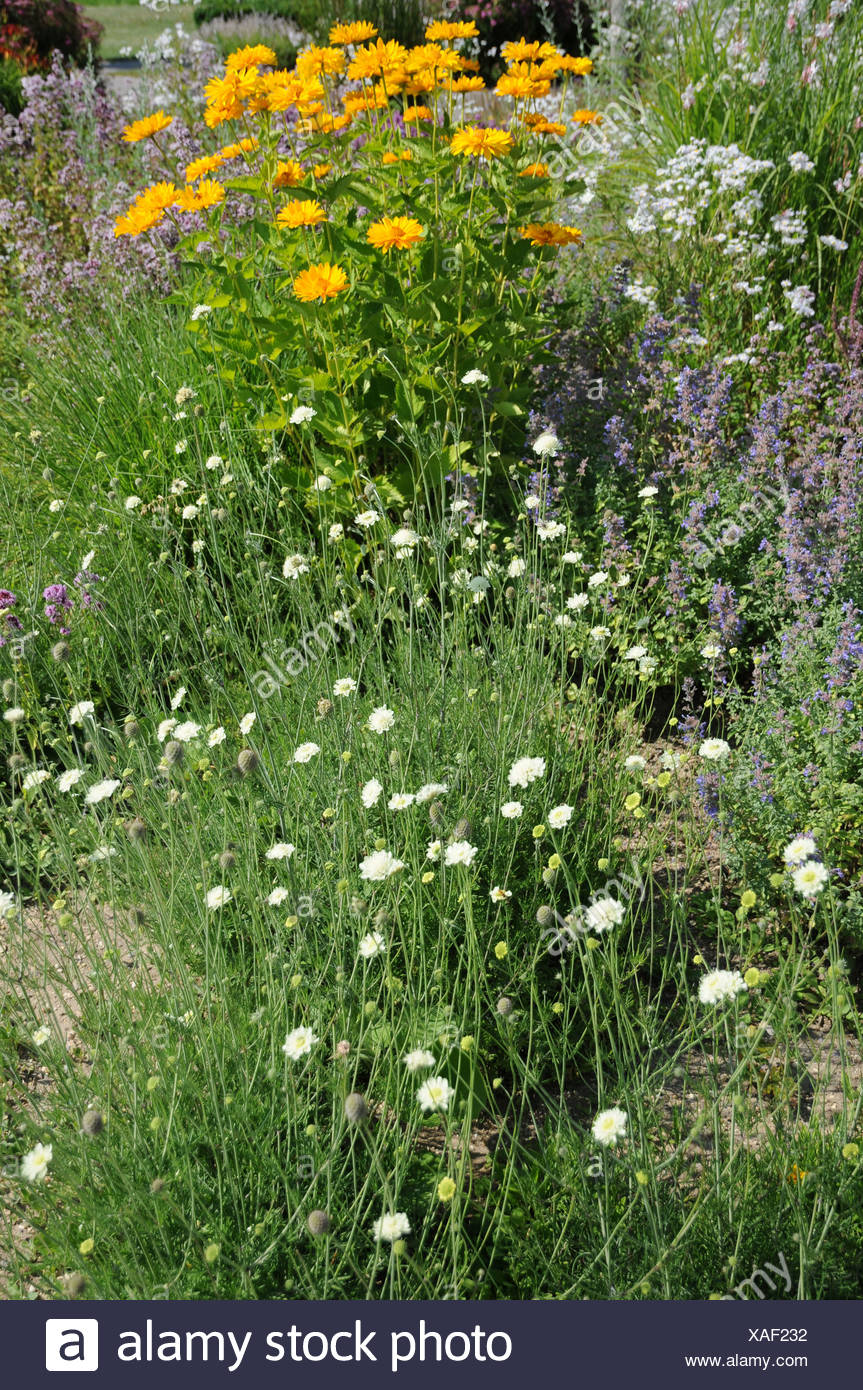 Scabiosa Ochroleuca High Resolution Stock Photography and Images - Alamy