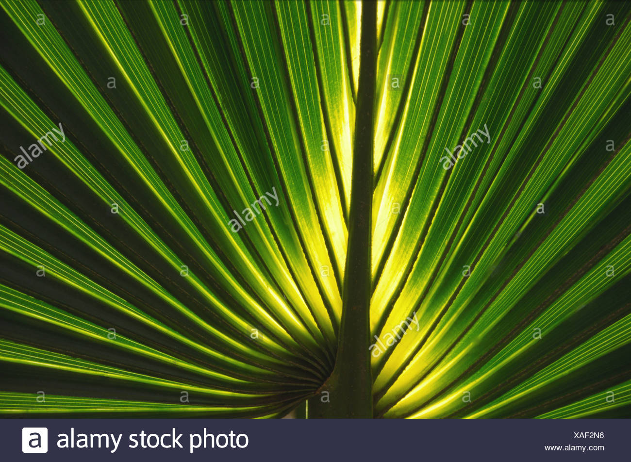 Radiating Lines Nature High Resolution Stock Photography and Images - Alamy