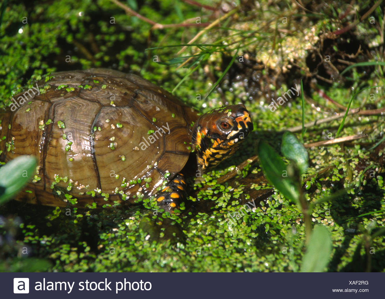 Three Toed Box Turtles Stock Photos & Three Toed Box Turtles Stock ...