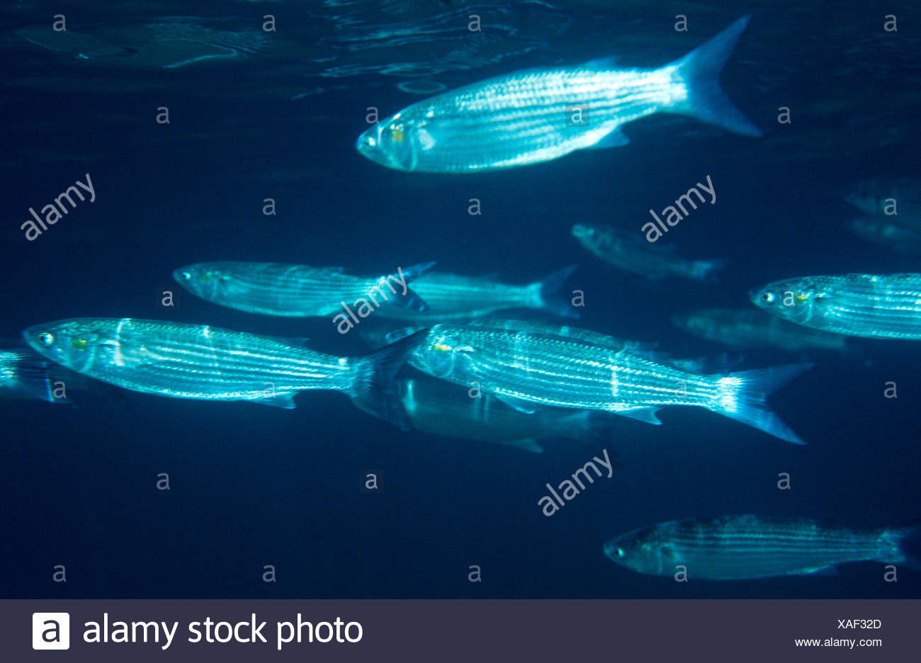 Golden Mullet High Resolution Stock Photography and Images - Alamy