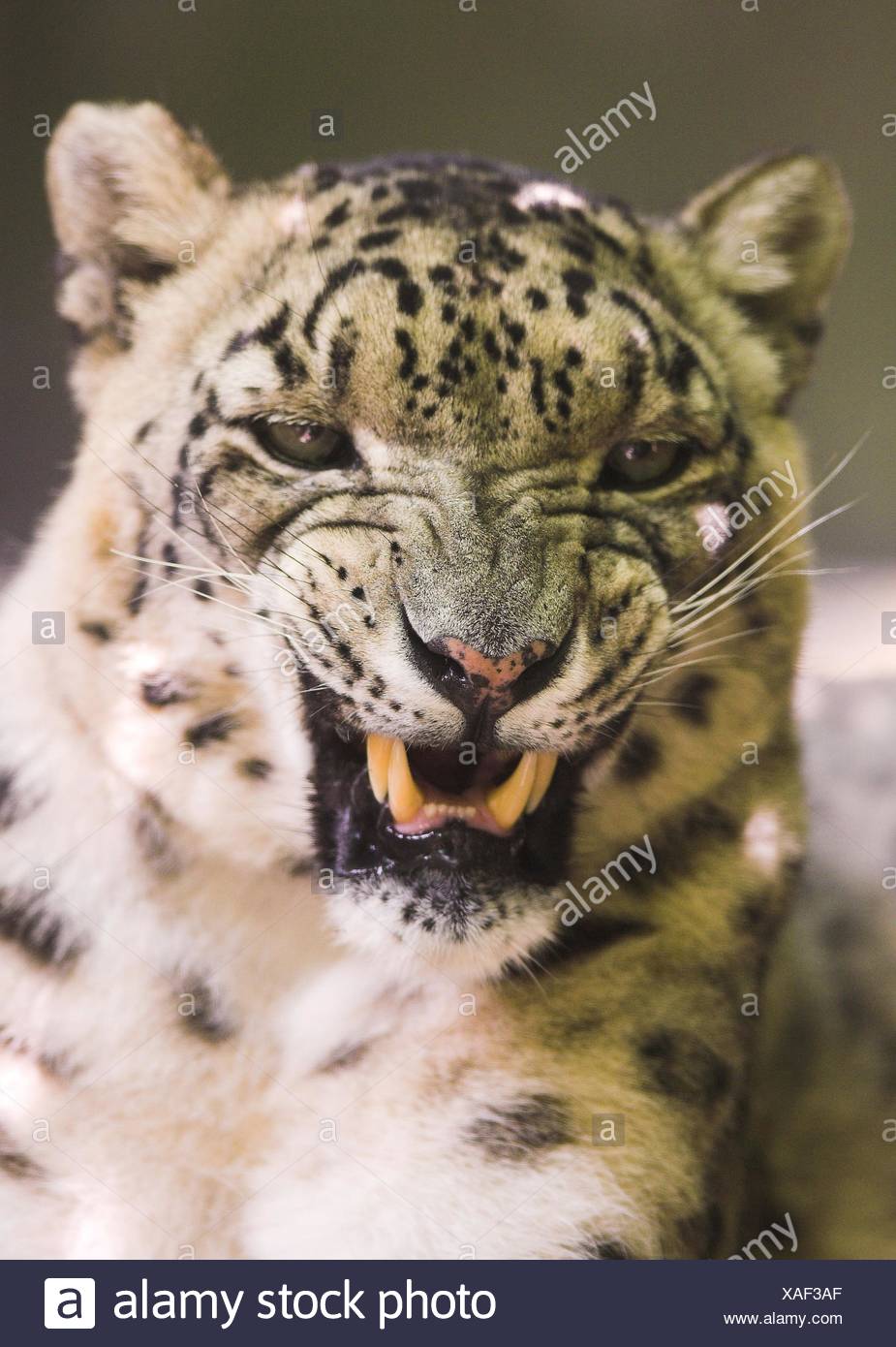 Leopard Aggressive Stock Photos & Leopard Aggressive Stock Images - Alamy Leopard Aggressive Stock Photos & Leopard Aggressive Stock Images - Alamy