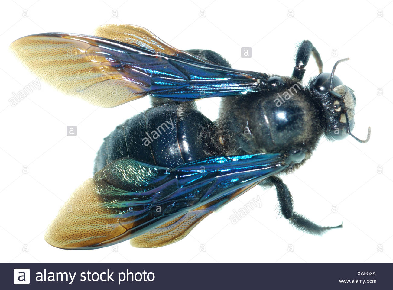 Humble Bee Stock Photos & Humble Bee Stock Images - Alamy