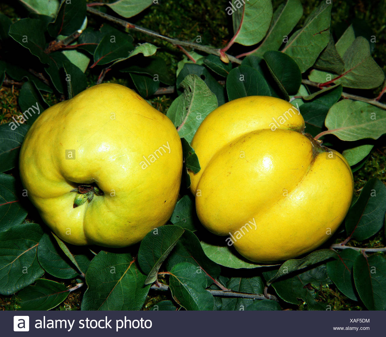 Cydonia Vulgaris High Resolution Stock Photography and Images - Alamy