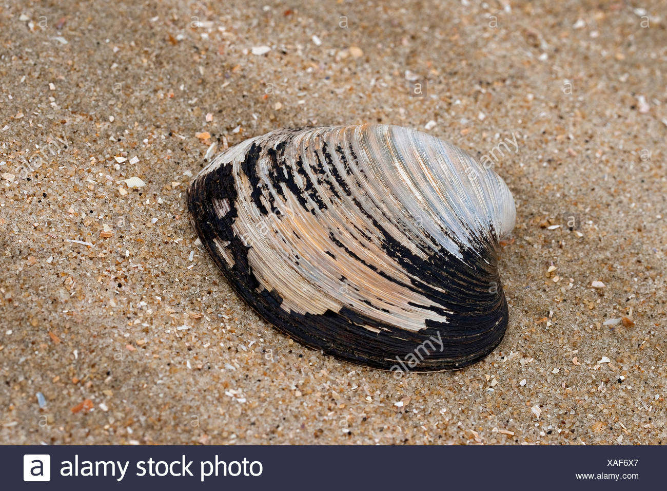 Ocean Quahog Clam Stock Photos & Ocean Quahog Clam Stock Images - Alamy